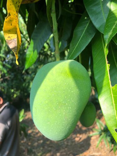 Organic Fresh Mango, Color : Green at Best Price in Mumbai - ID: 7994682