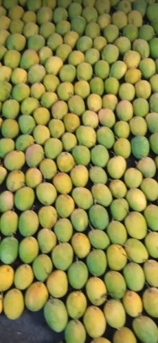 Natural Fresh Mango, Color : Yellow, Packaging Size : 10Kg at Best ...