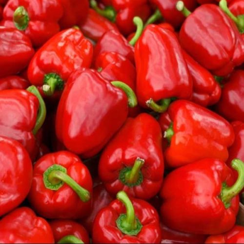 Fresh Red Capsicum for Cooking at Rs 20 in Koppal - ID: 8086648 | Prime ...
