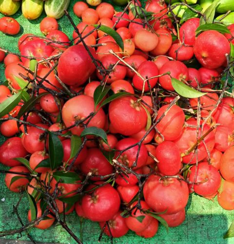 A Grade Fresh Rupahi Thekera, Certification : FSSAI Certified at Rs 100 ...