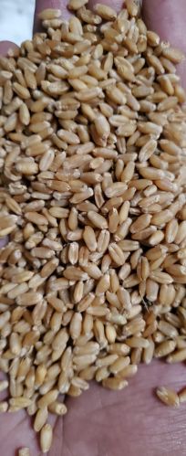 Grade 1 Wheat Grain, Color : Creamy at Rs 2700 in Purnia - ID: 8053406