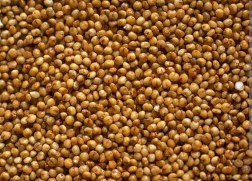 Organic Millet Seed, Color : Creamy-yellow at Best Price in Koriya - ID ...