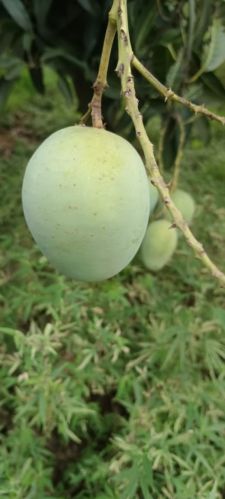 Farm Fresh Natural Langda Mango, Packaging Type : Carton at Best Price ...