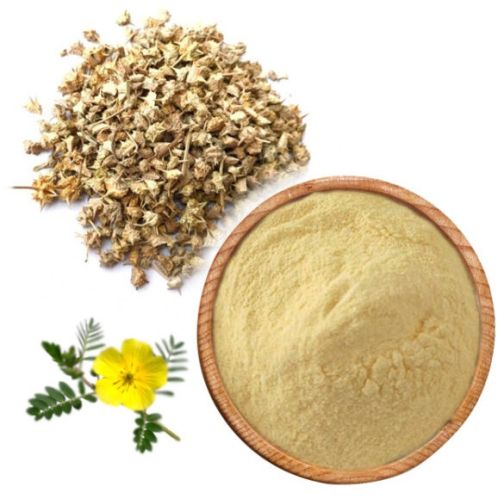 Tribulus Terrestris Powder, Color : Brown at Best Price in Coimbatore ...