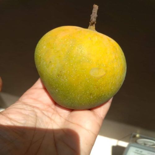 Fresh Mango, Color : Yellow, Certification : FSSAI Certified at Rs 60 ...