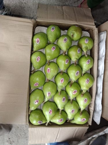 Natural Fresh Pears, Color : Green, State OF Origin : Shimla at Rs 70 ...