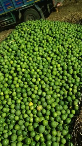 Natural Mausami, Color : Green, State OF Origin : Maharashtra at Rs 25 ...