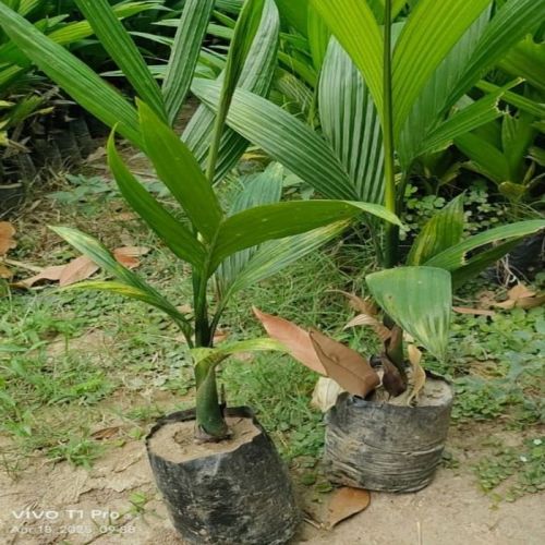 Organic Areca Nut Plants Hybrid for Agriculture at Rs 15 in Hojai - ID: 8248779