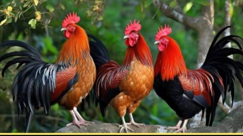 Sonali Chicks, Color : Mix Colors, Packaging Type : Cartons Packed at ...