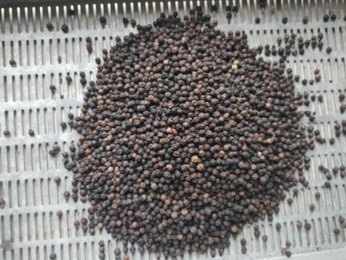 Organic Black Pepper Seed, Packaging Size : 50g, 100g at Rs 800 in ...