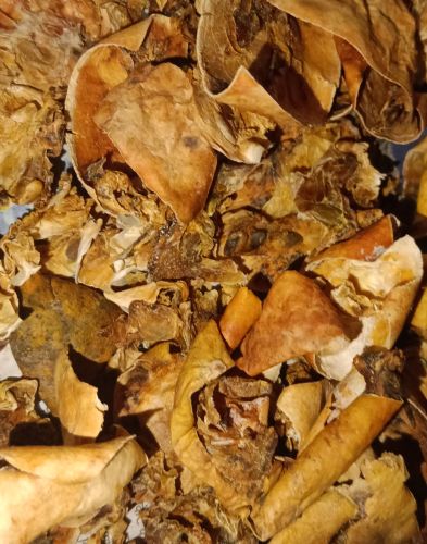 Organic Dried Indrayan Phal, Form : Dry Fruit/Extract at Rs 1500 in ...