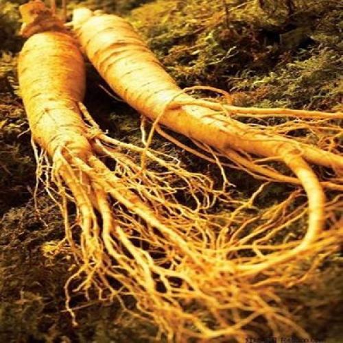 Panax Ginseng Root Extract at Best Price in Indore - ID: 3273944 ...