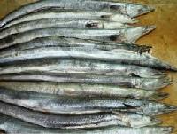 Frozen Eel Fish, Color : Greyish-silver at Best Price in Kolkata - ID ...