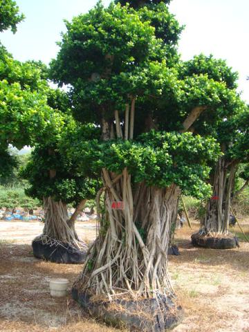 Ficus Benjamina at Best Price in Delhi - ID: 2085237 | Green Planet Nursery