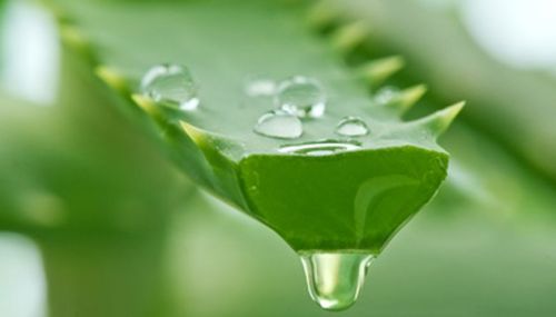 Aloe Vera Drops at Best Price in Asansol - ID: 2703507 | Bittu Enterprise