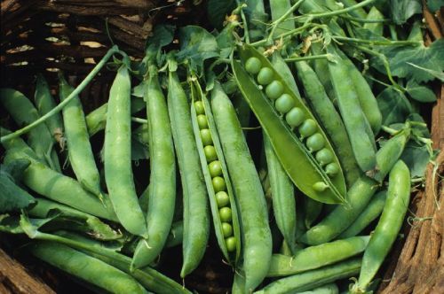Green Peas Seeds at Best Price in Etawah - ID: 3737902 | New Classic ...