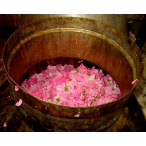 Rose Attar Sandalwood at Best Price in Kannauj - ID: 3779042 | Meena ...