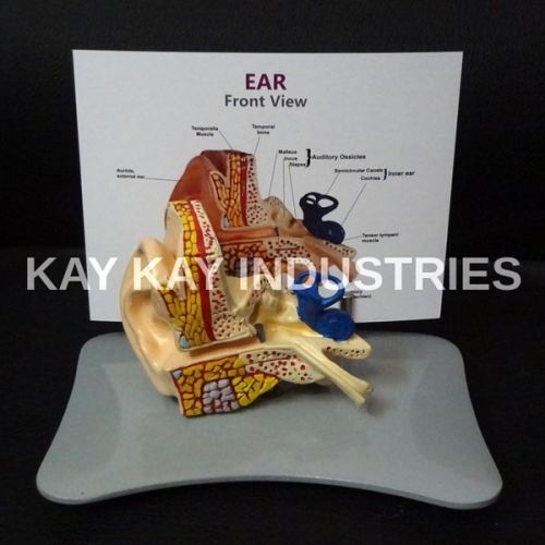 Ear Model at Best Price in Delhi - ID: 916681 | Models Mall