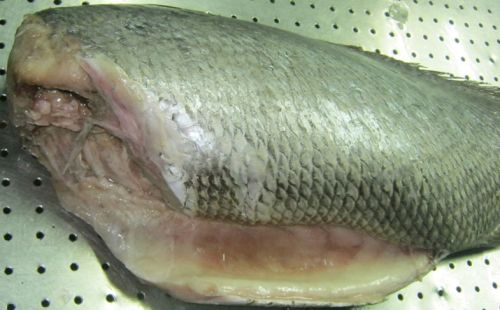 Headless Gutted Ghol Fish at Best Price in Gir Somnath - ID: 408994 ...