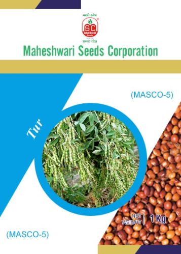 Masco-5 Tur Seeds at Best Price in Sabarkantha - ID: 3026692 ...